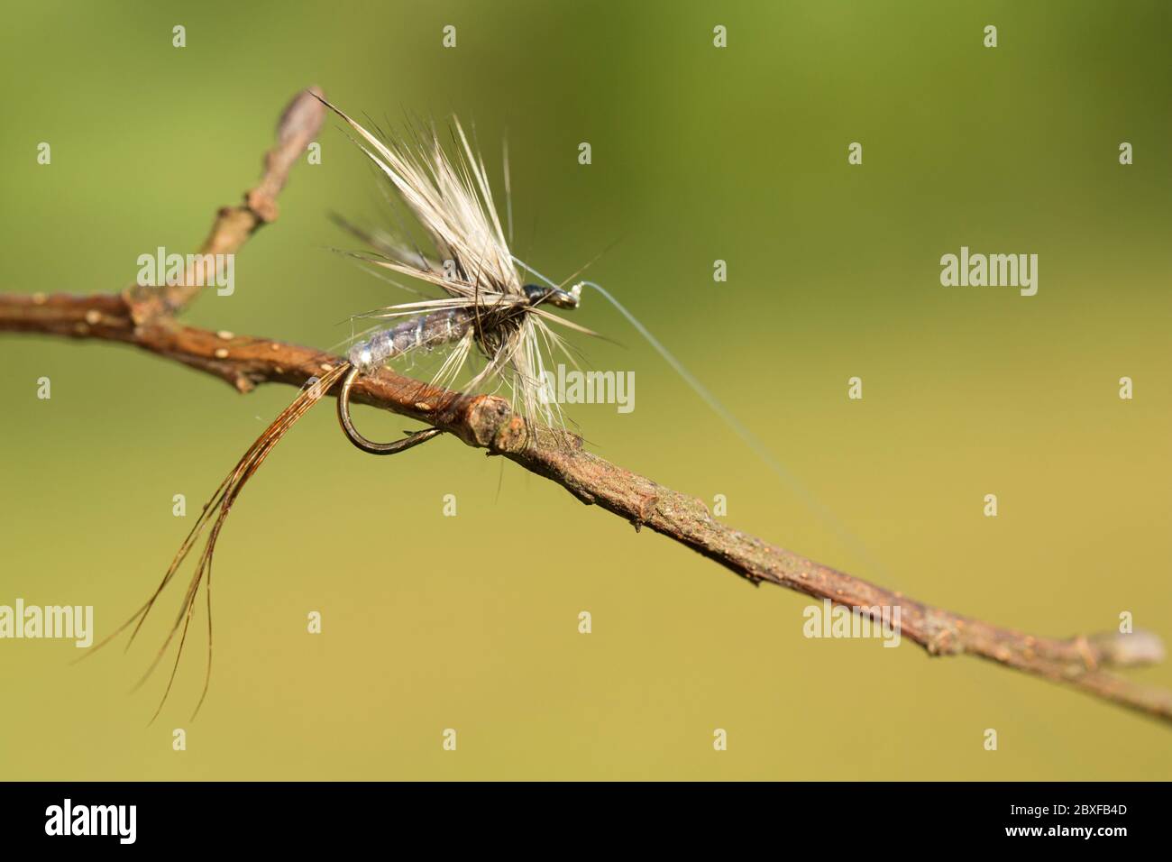 Mayfly Hatch