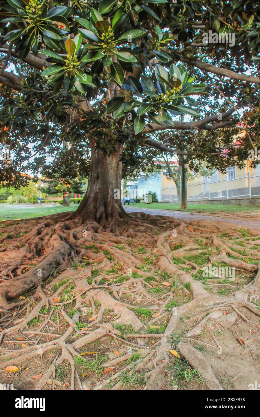 Windhoek, Namibia - April 18, 2015: a large tree with huge spreading ...