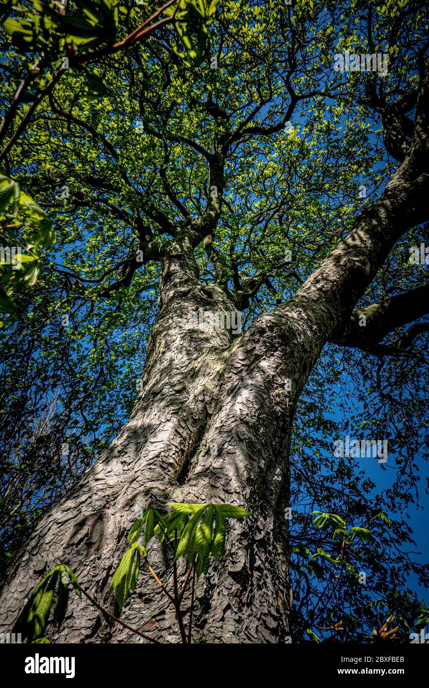 Double exposures hi-res stock photography and images - Alamy