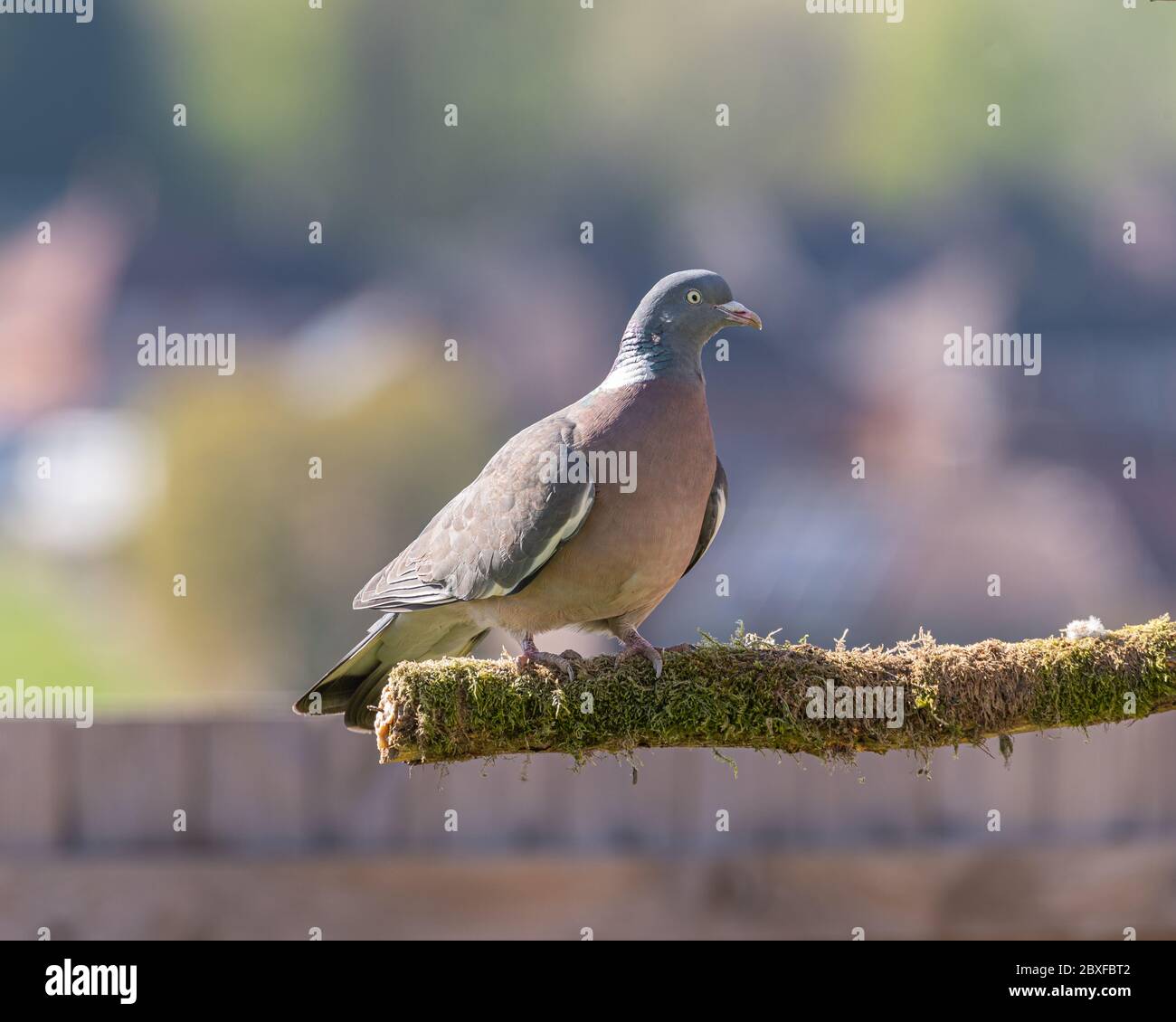 Racing pigeon uk hi-res stock photography and images - Alamy