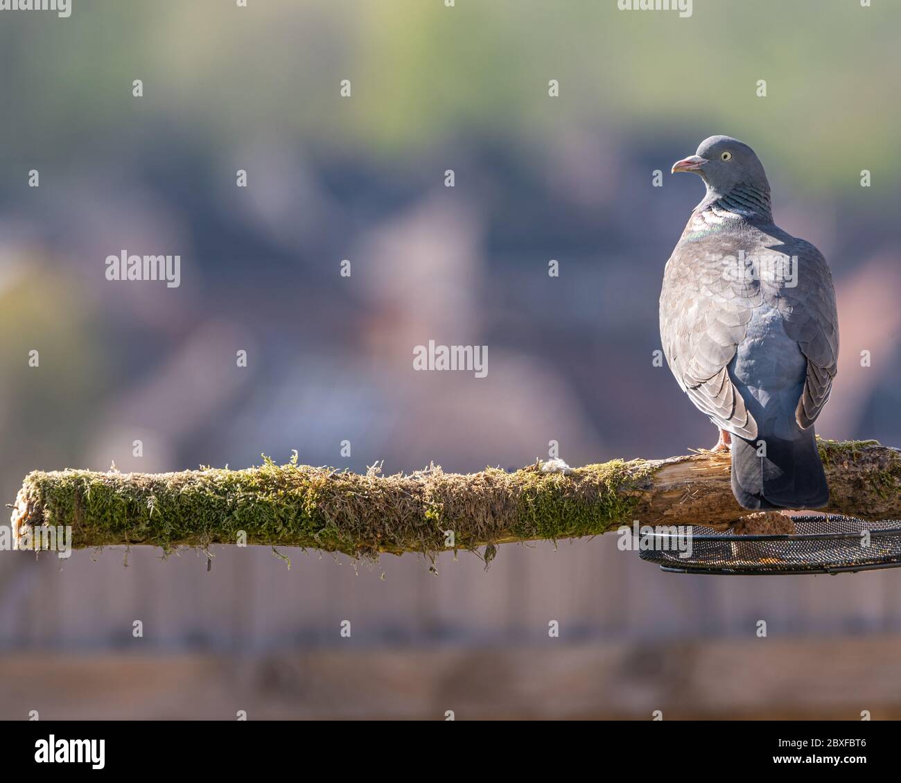 A single common wood pigeon, Columba palumbus of the dove and pigeon ...
