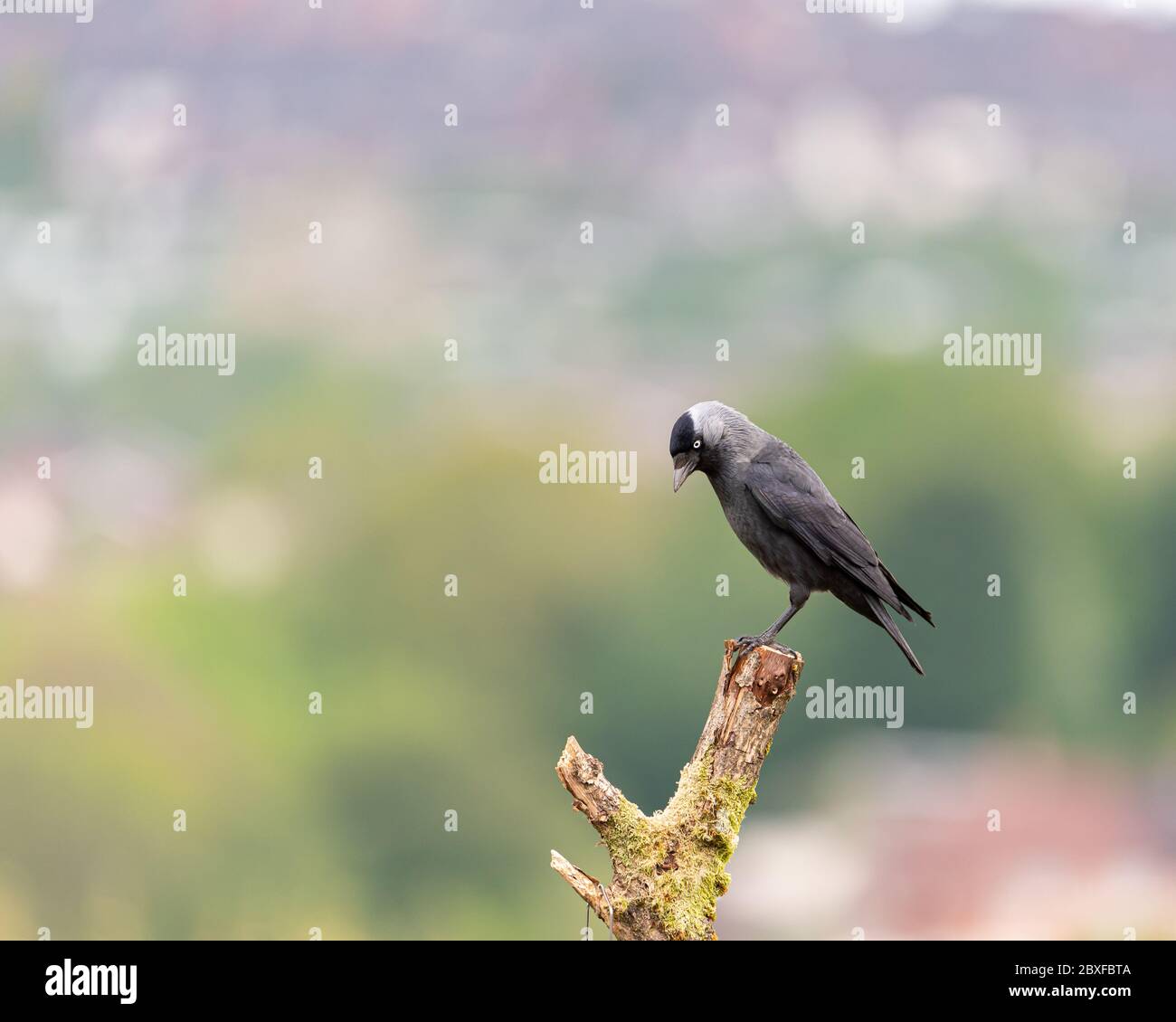 A single passerine western jackdaw, Coloeus monedula, also known as the ...