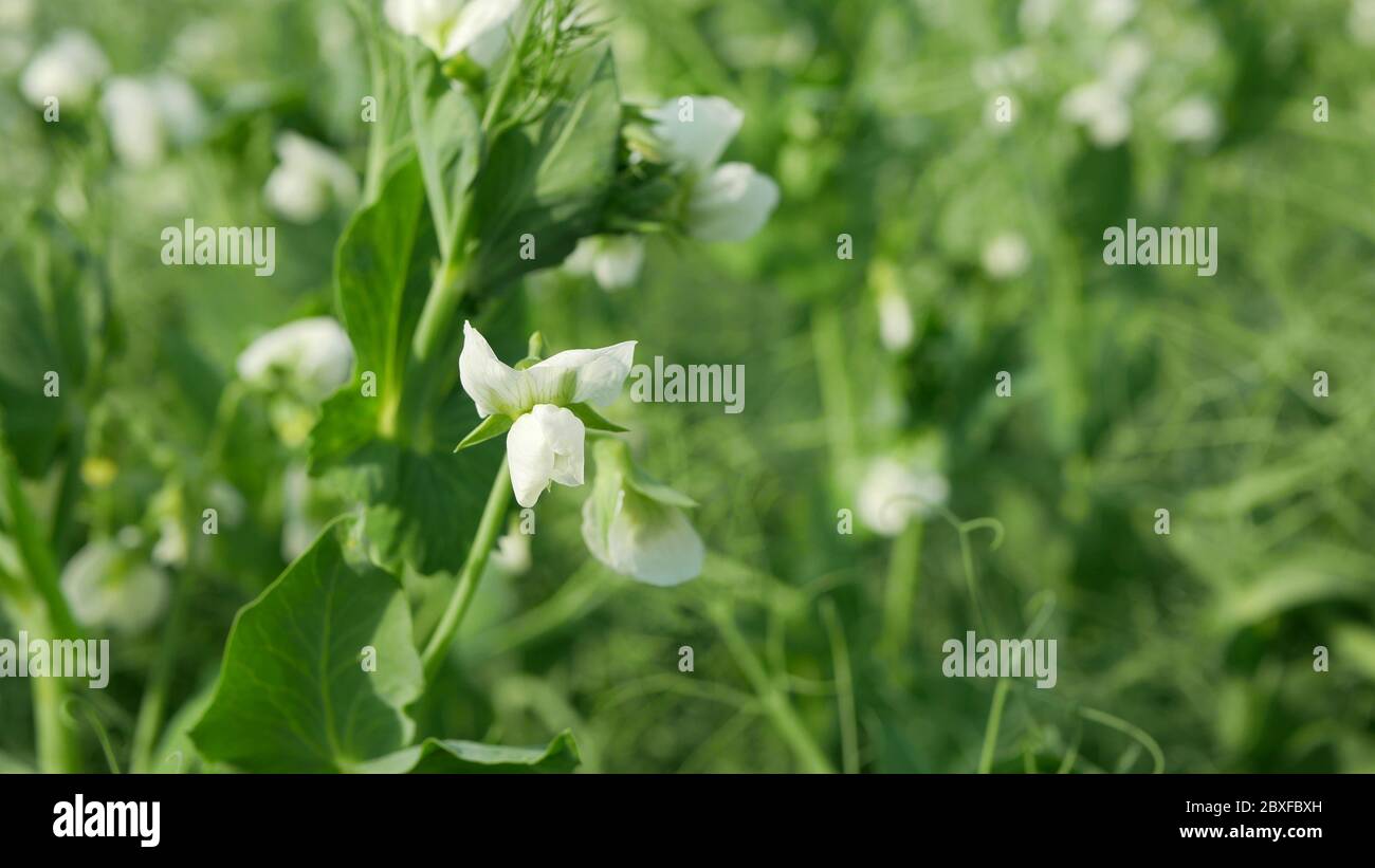 Field peas cover crop hi-res stock photography and images - Alamy