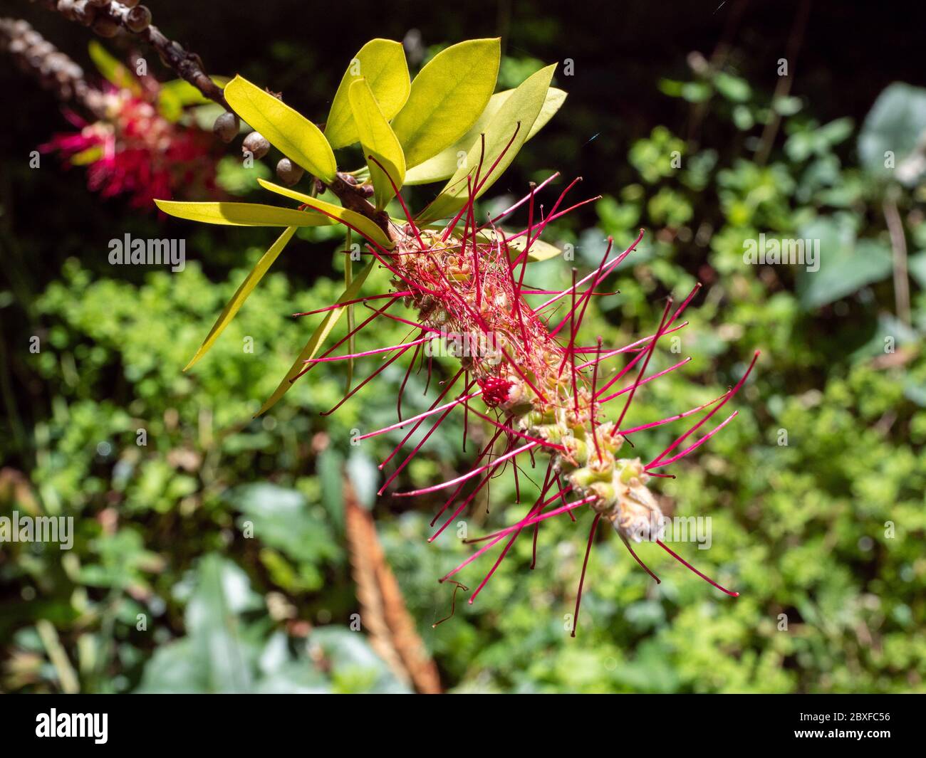 Beautiful garden in florence hi-res stock photography and images - Alamy