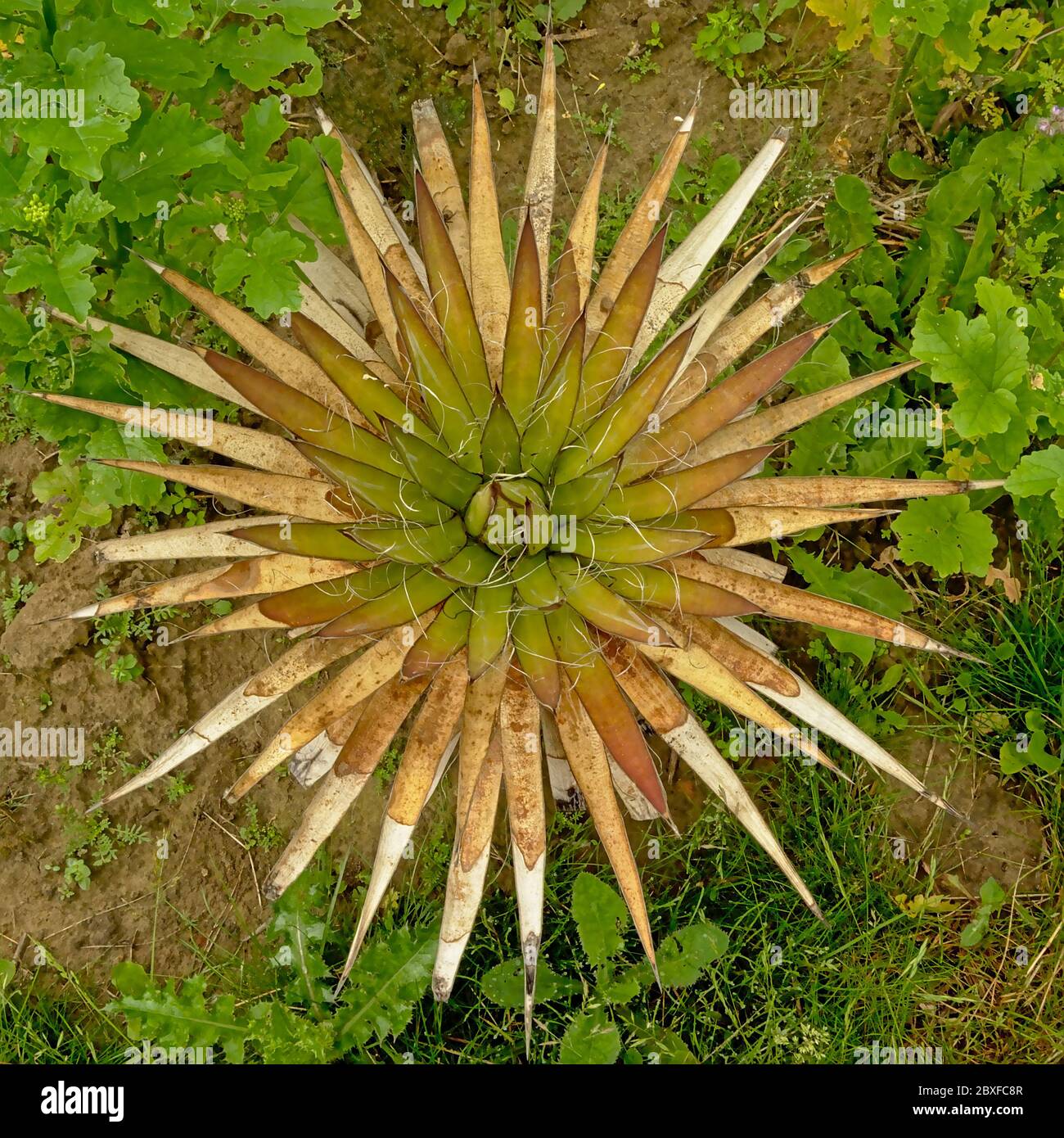 Overhead view on an agave plant with spiky leafs in rosette shape in ...
