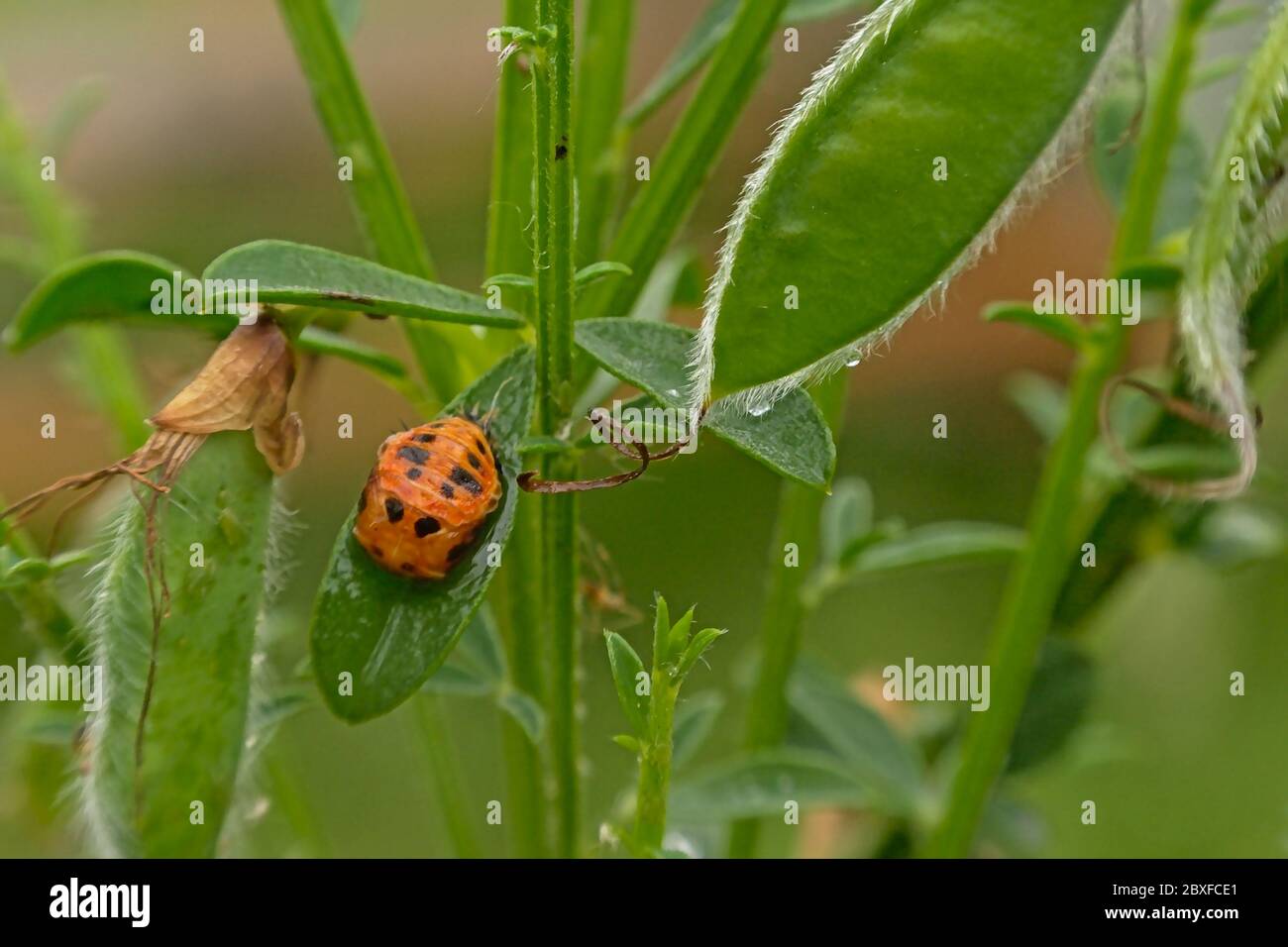 Orange ladybug larva with black pattern sitting on a leaf Stock Photo ...