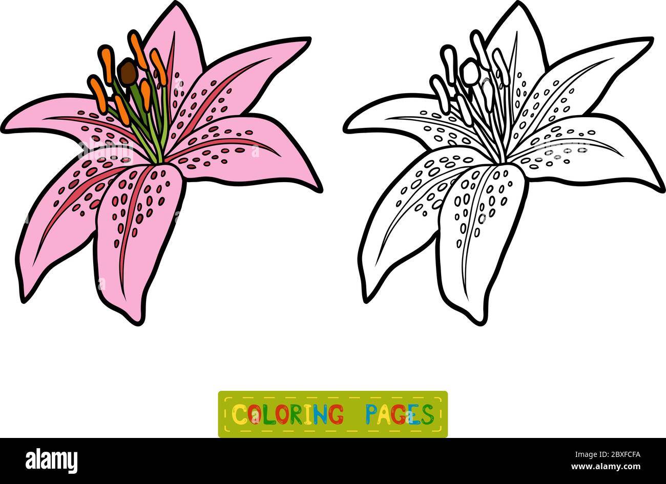 Coloring book for children, flower Lily Stock Vector Image & Art - Alamy