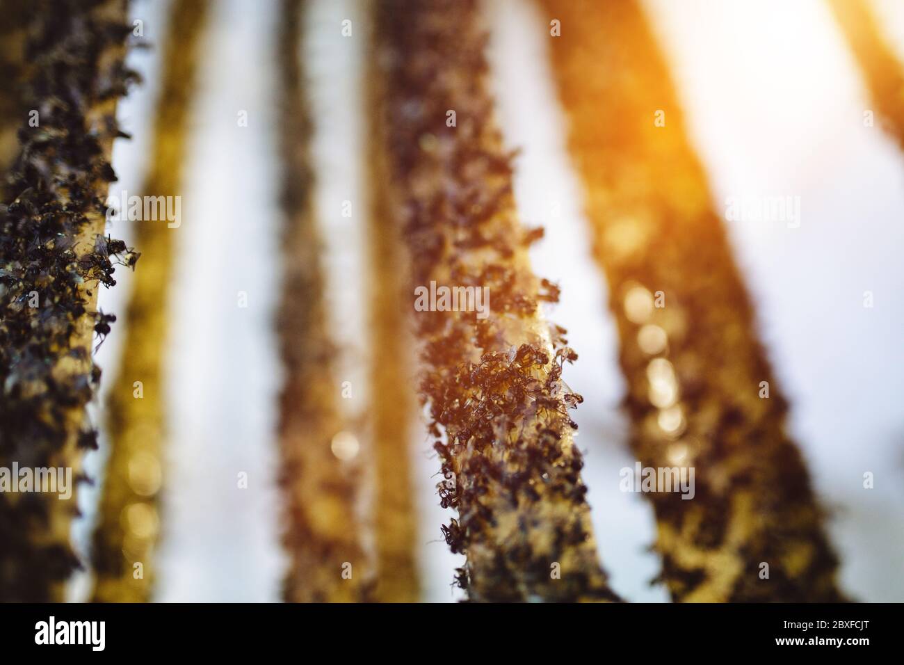Flies on flypaper hi-res stock photography and images - Alamy