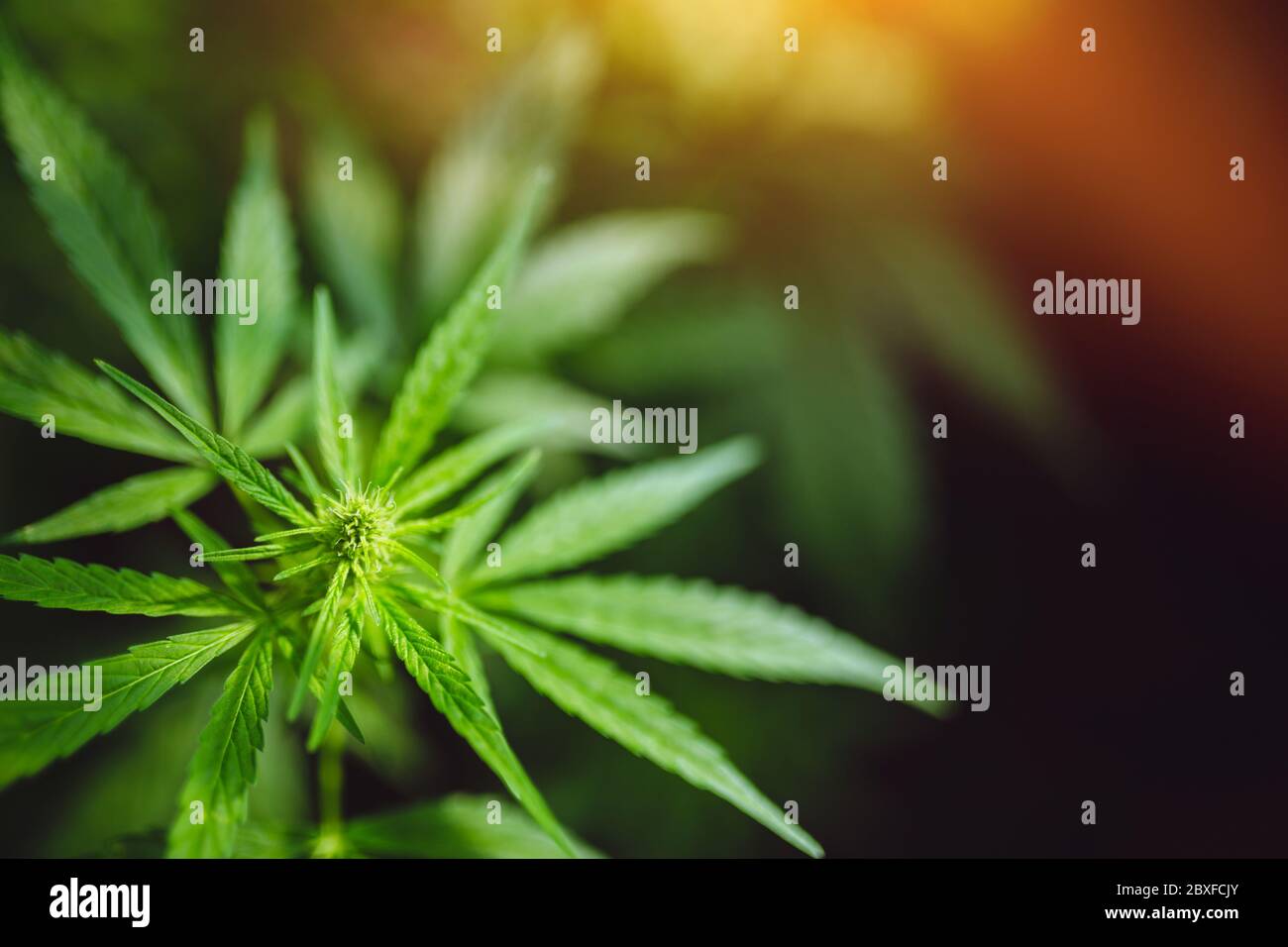 Young leaf of marijuana plant detail at sunset. Selective focus. Low ...