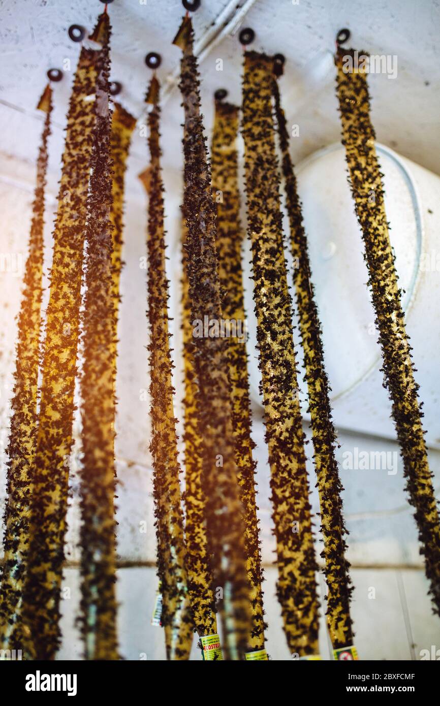 Hundreds of Dead flies on the flypaper Stock Photo - Alamy