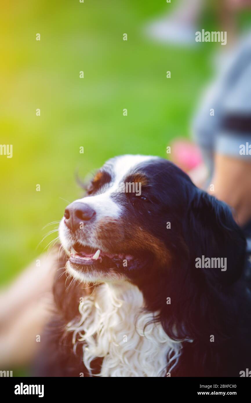 Outdoor Portrait of an old gentle dog Stock Photo - Alamy
