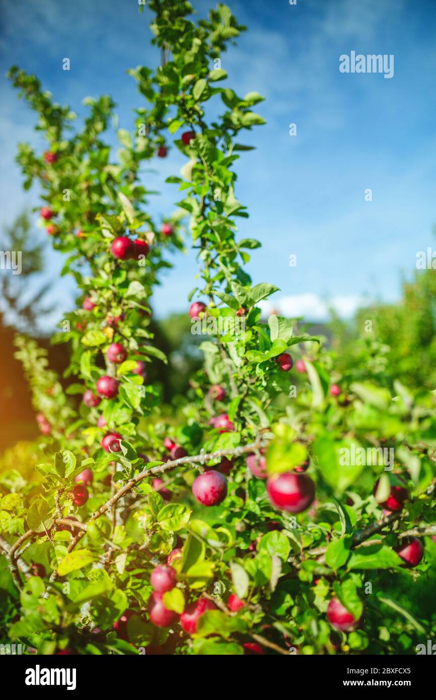 Organic apple tree at rural countryside farm, bright blue sky Stock ...
