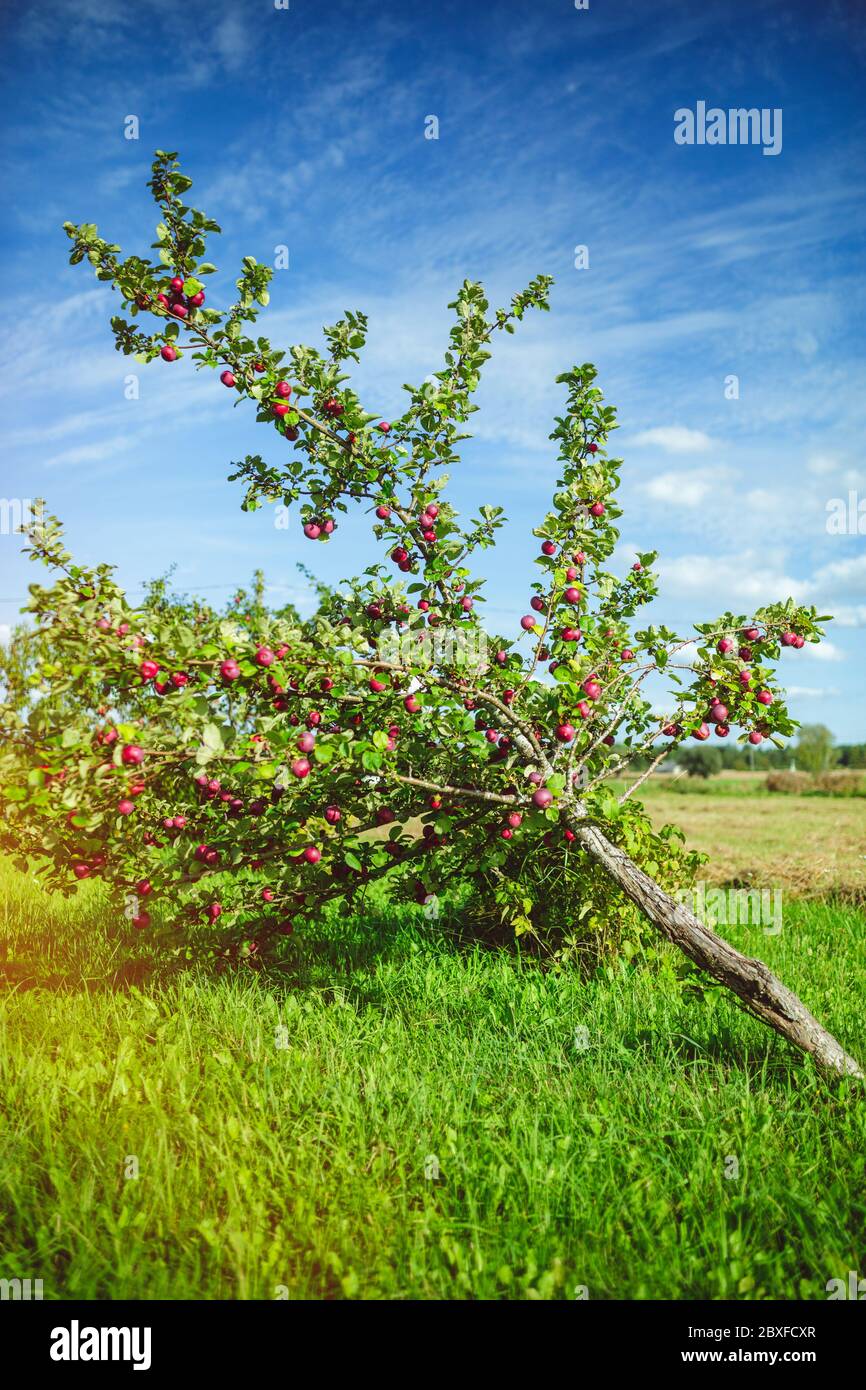 Organic apple tree at rural countryside farm, bright blue sky Stock ...