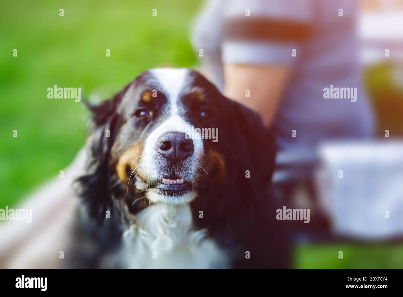Outdoor Portrait of an old gentle dog Stock Photo - Alamy