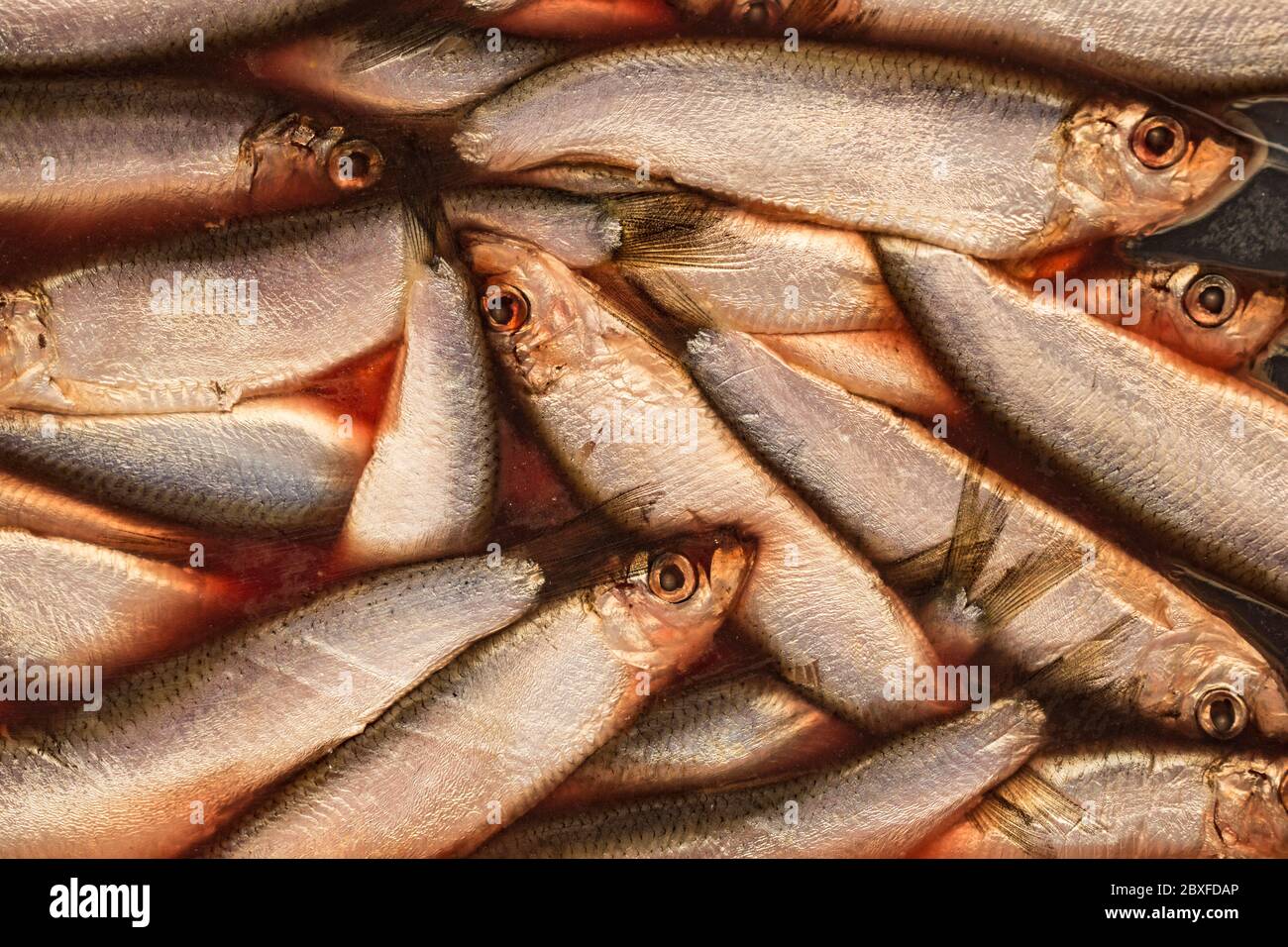 Raw vacuum packed European sprats, Sprattus sprattus, bought from a ...