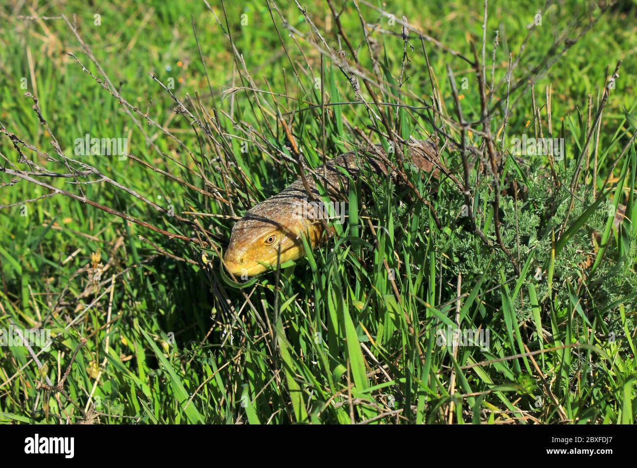 Apodal hi-res stock photography and images - Alamy