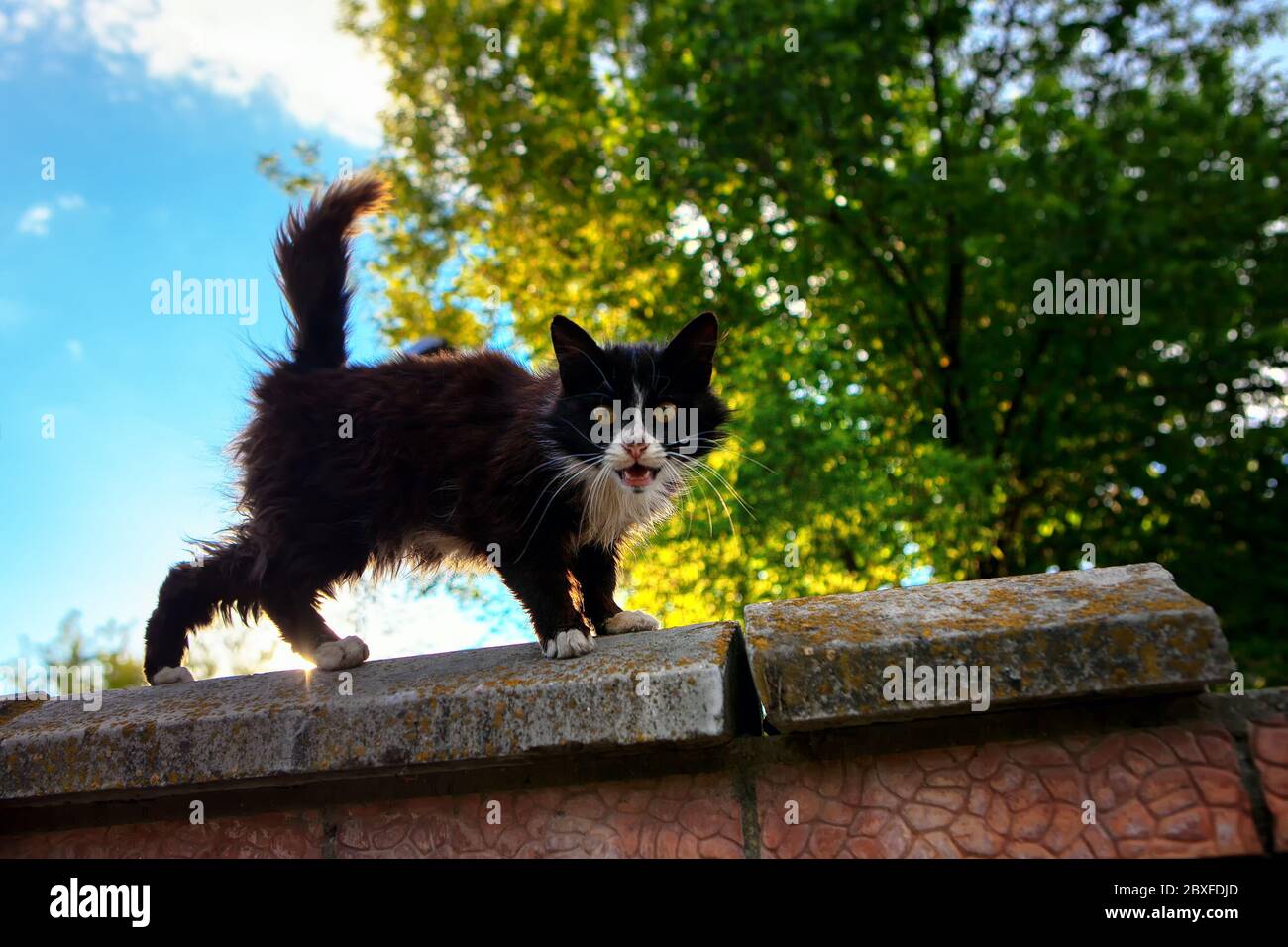 meowing stray kitten , black cat standing at the fence Stock Photo - Alamy