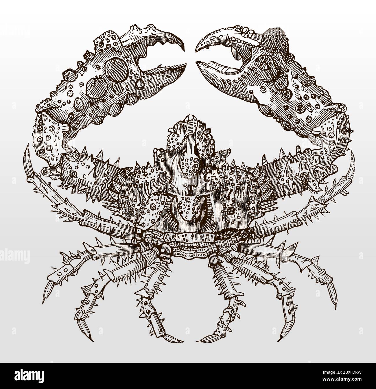 Horrid elbow crab or rubble crab, daldorfia horrida in top view after ...