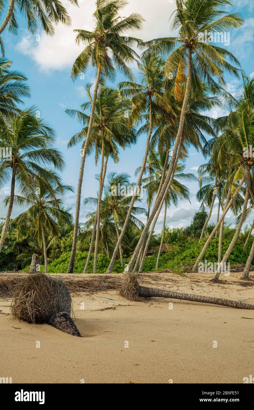 Palm Trees Vertical
