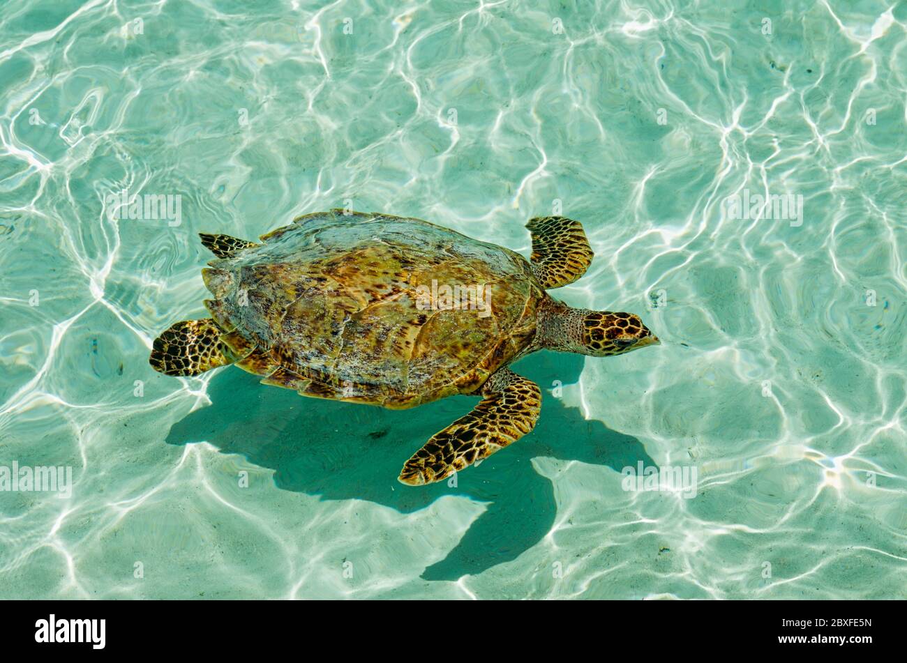 Turtle on the surface hi-res stock photography and images - Alamy