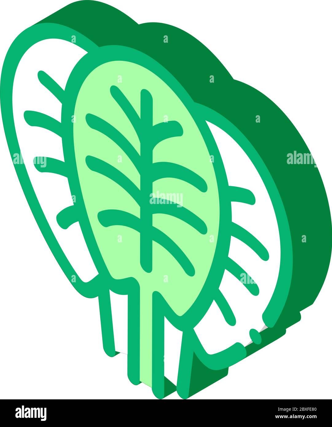 spinach leaves isometric icon vector illustration Stock Vector Image ...