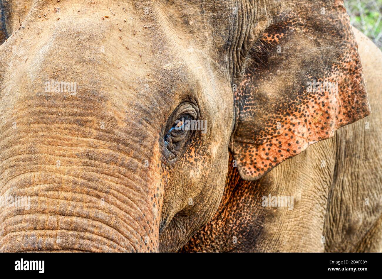 Close-up of the face of an female Asian elephant Stock Photo - Alamy