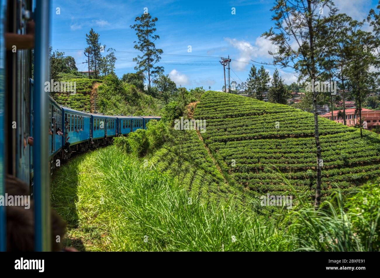 Sri Lanka train trip crossing the tea plantations Stock Photo - Alamy
