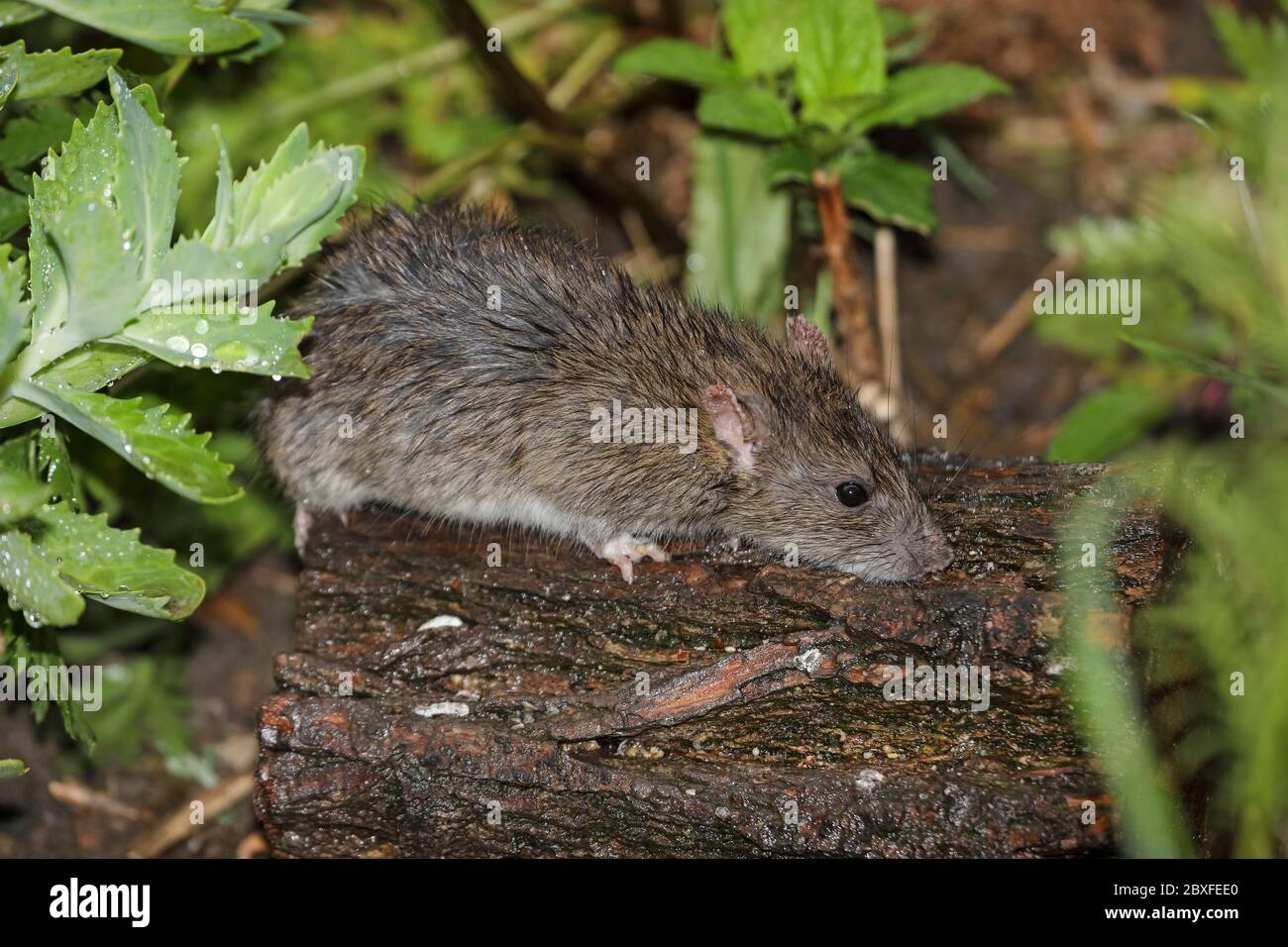 Wet Rat High Resolution Stock Photography and Images - Alamy