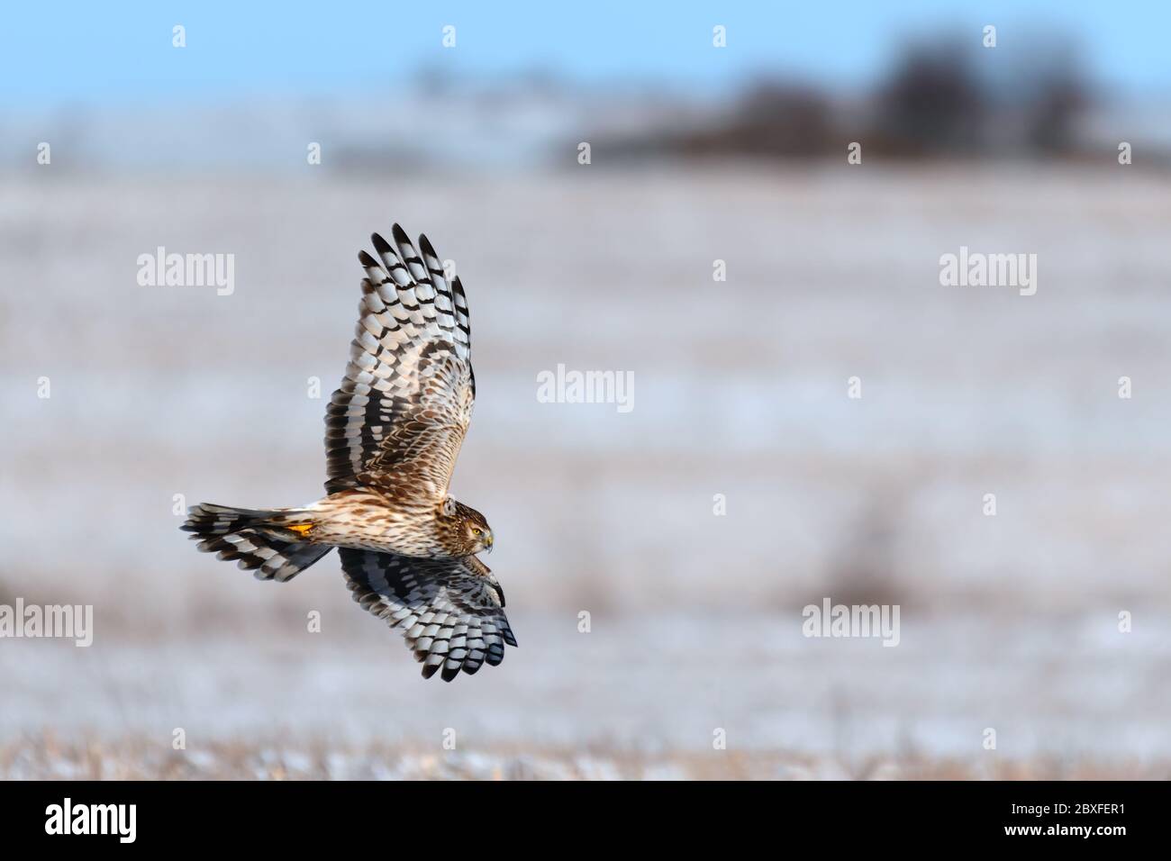 Northern Harrier (Circus cyaneus). Hen Harrier or Northern Harrier is ...