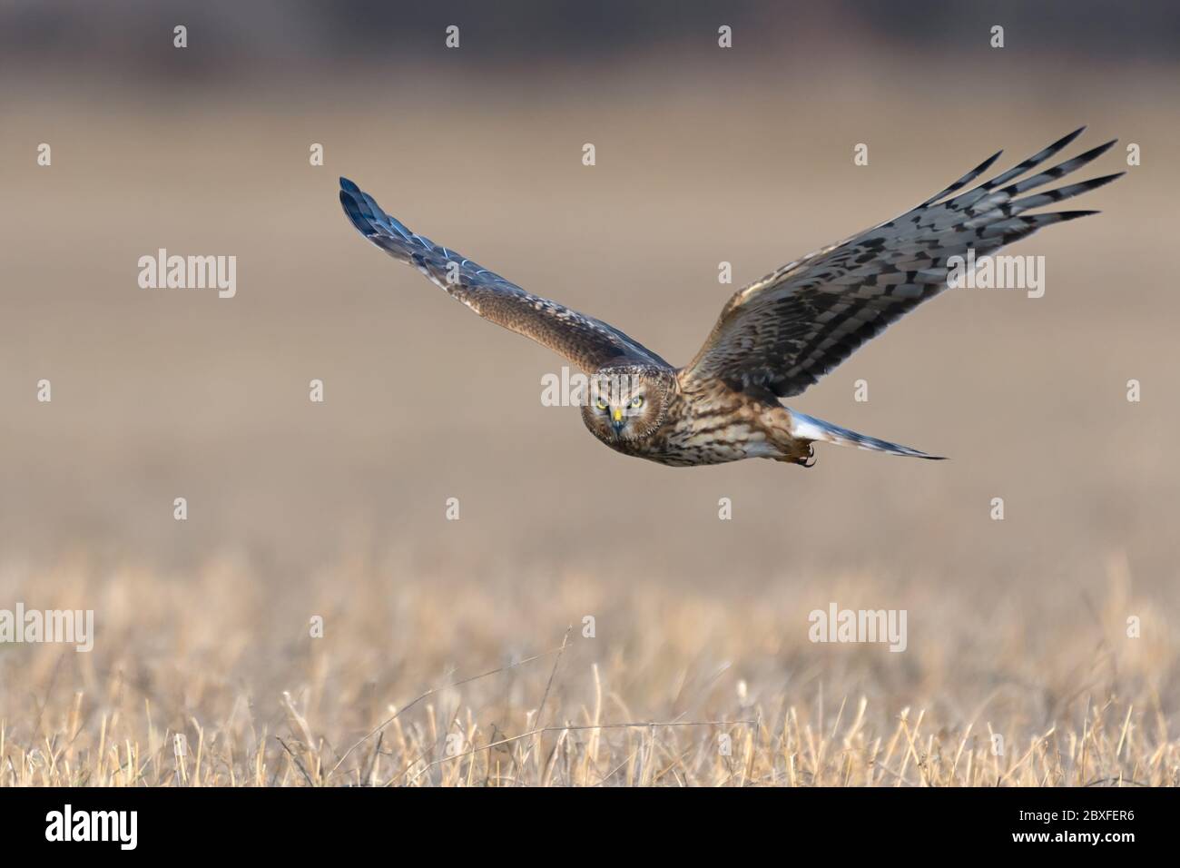 Northern Harrier (Circus cyaneus). Hen Harrier or Northern Harrier is ...