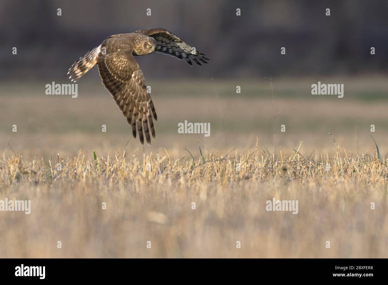 Northern Harrier (Circus cyaneus). Hen Harrier or Northern Harrier is ...