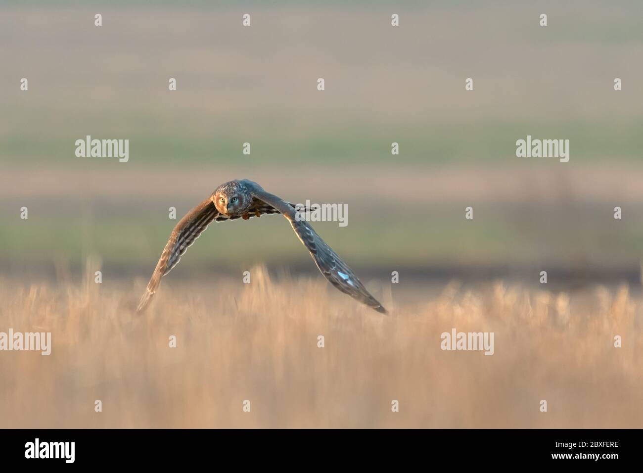 Northern Harrier (Circus cyaneus). Hen Harrier or Northern Harrier is ...