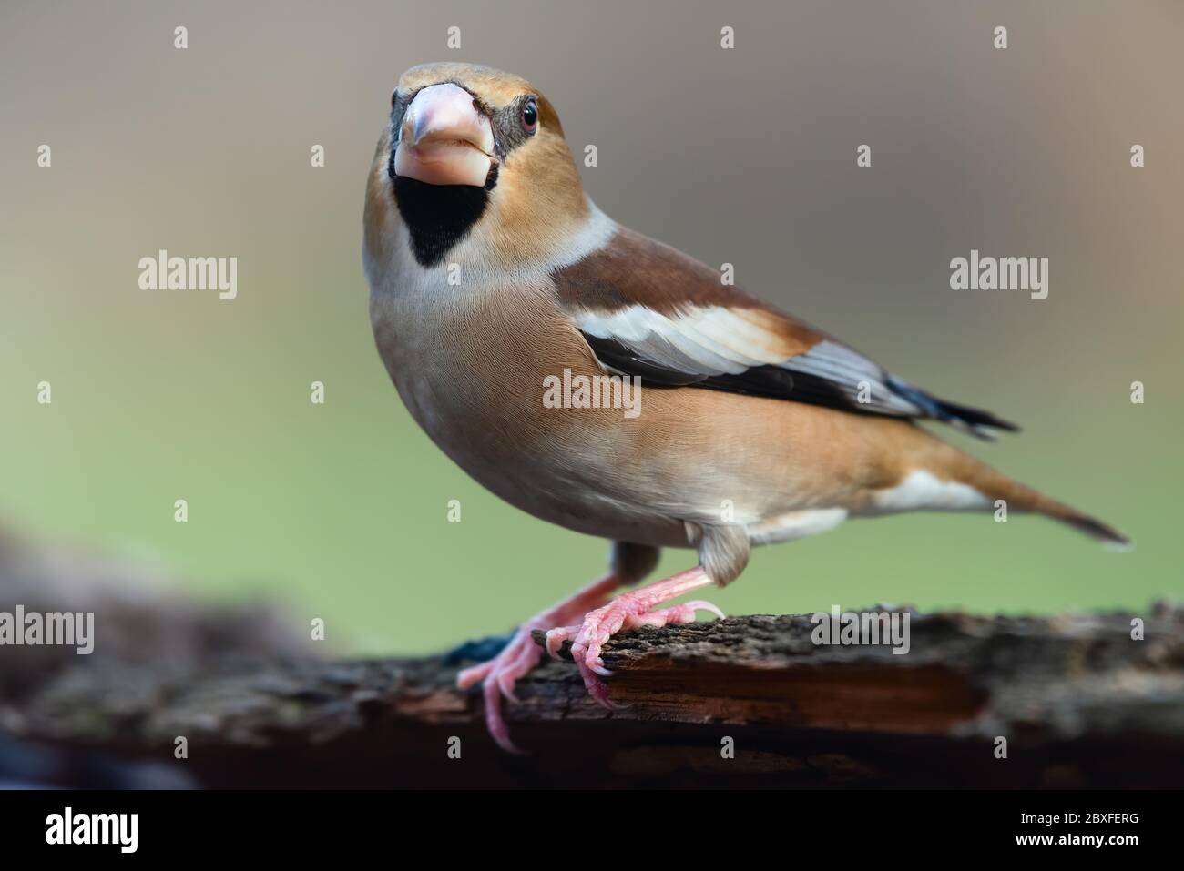 Colorful male hawfinch coccothraustes hi-res stock photography and ...