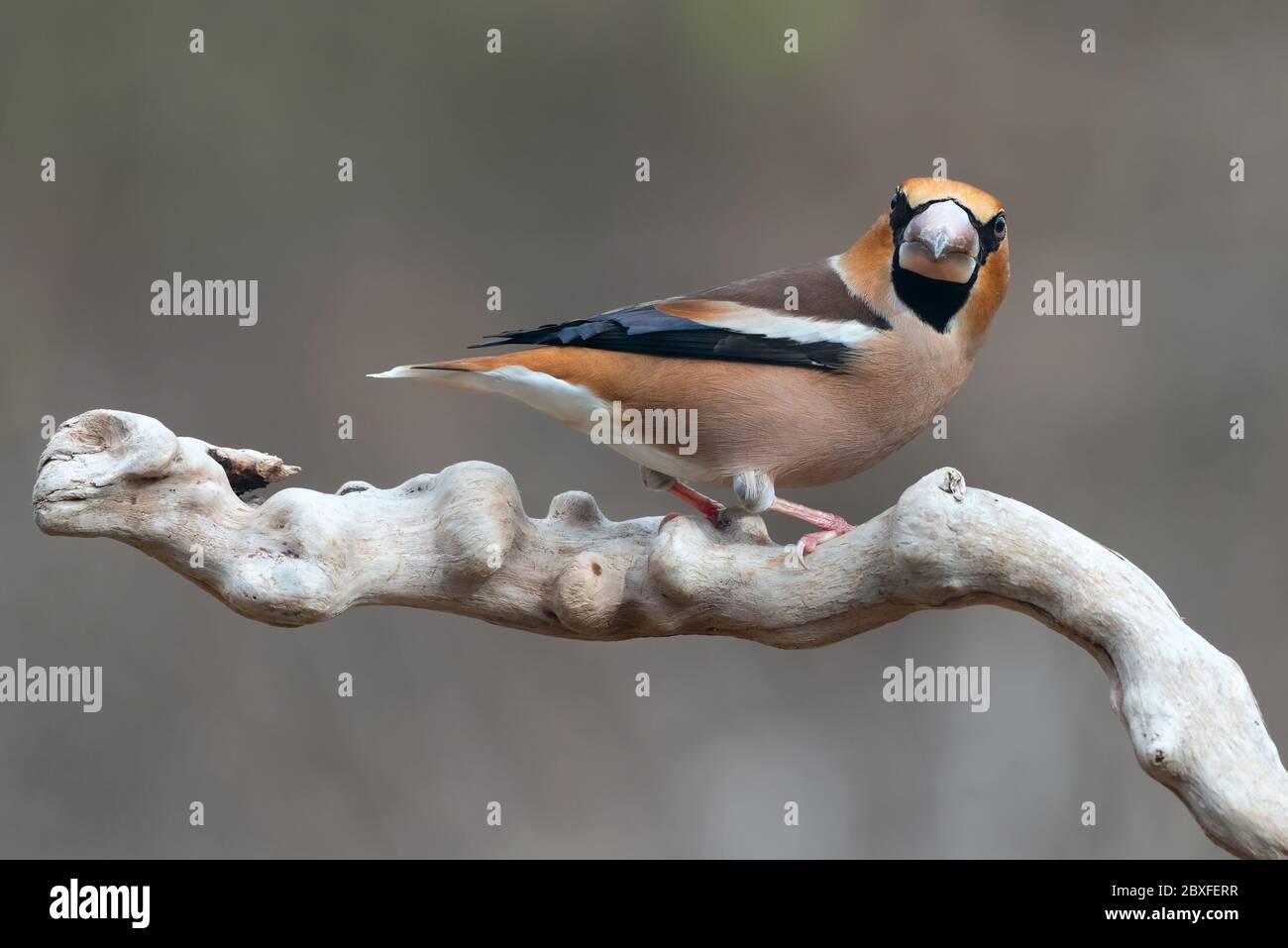 Colorful male hawfinch coccothraustes hi-res stock photography and ...