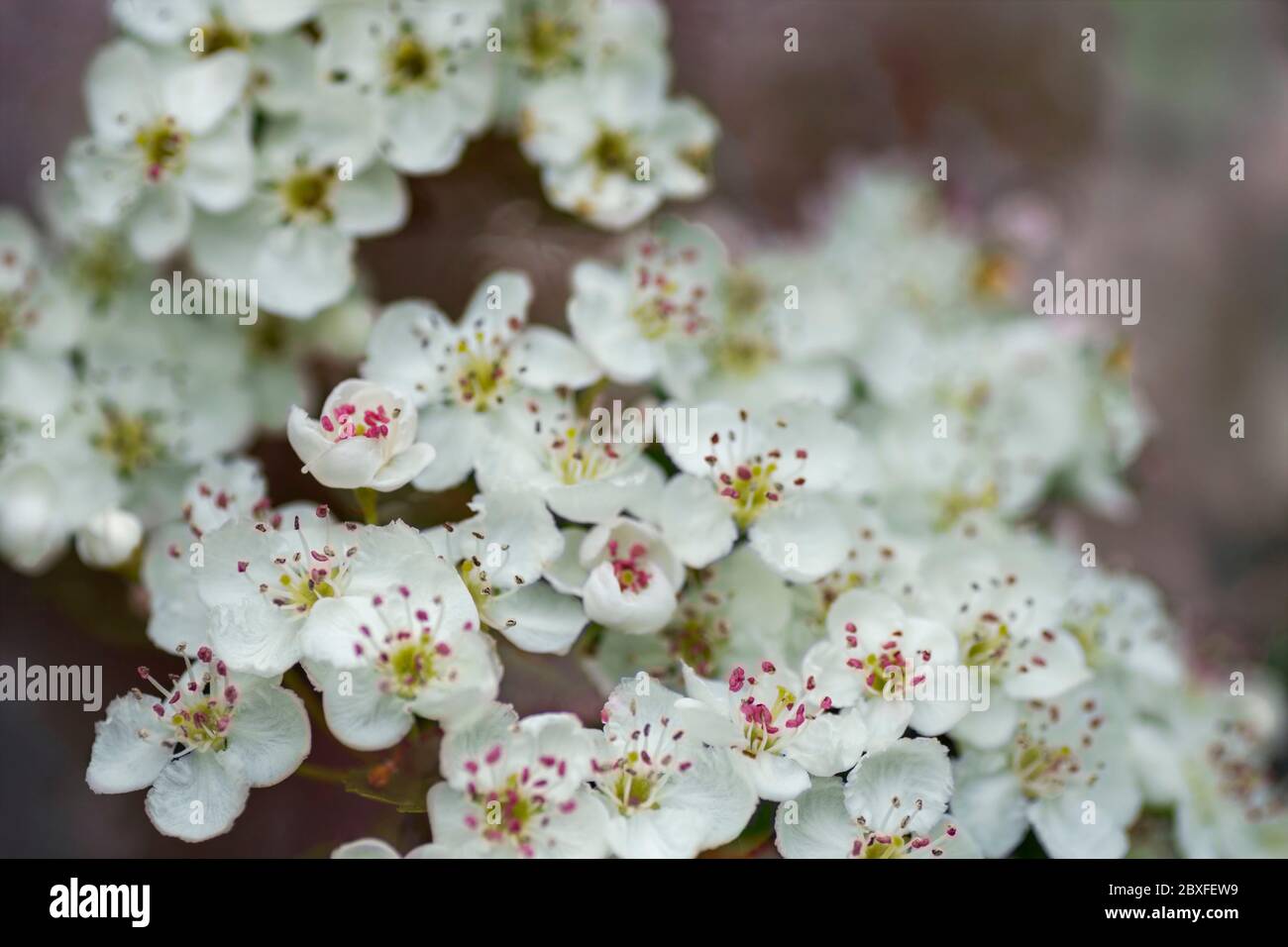 A May blossom flower head which has multiple individual flowers in the ...