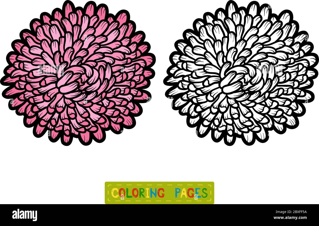 Coloring book for children, flower Aster Stock Vector Image & Art - Alamy