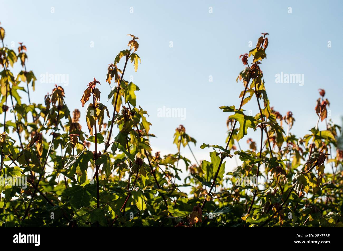 twigs with fresh reddish leaves at a growing hedge of maple shrubs in ...