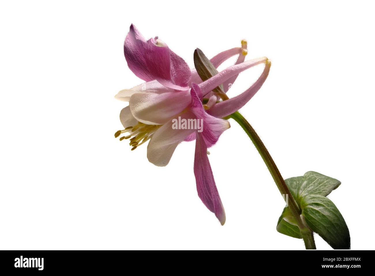 red - white columbine - Aquilegia - on a white background - isolated ...