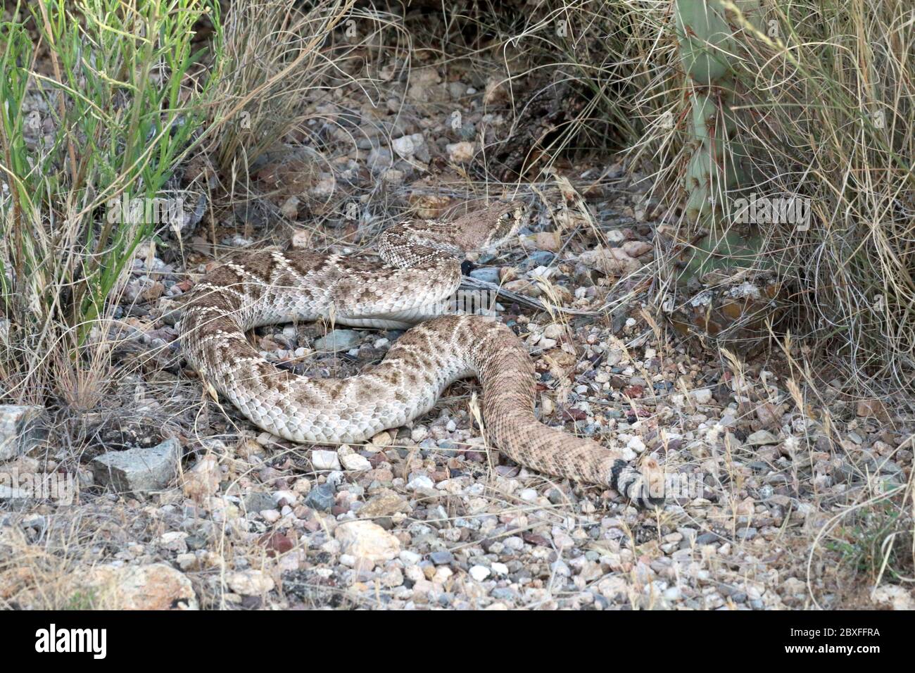 Rattlesnake snake hi-res stock photography and images - Alamy