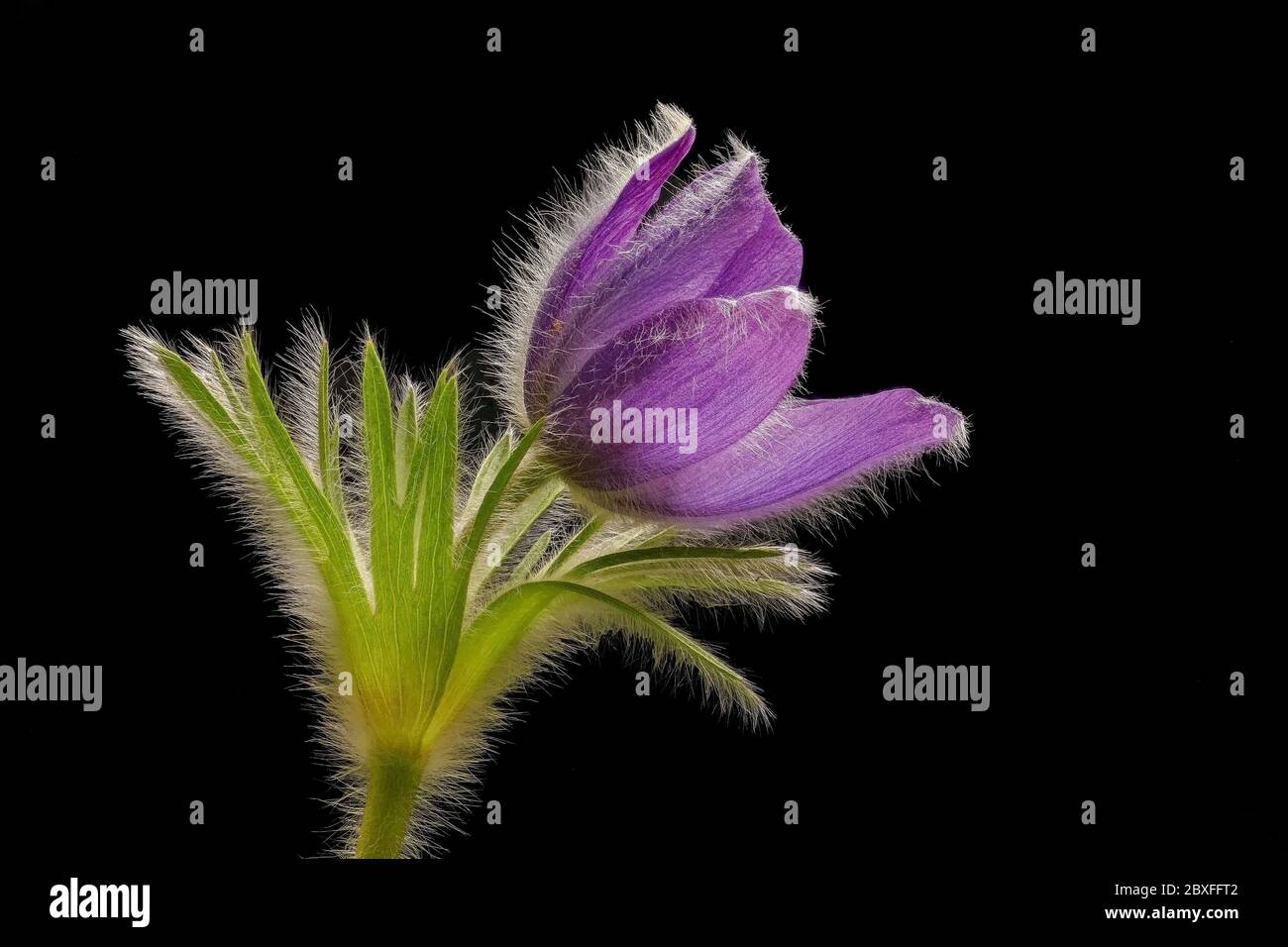 Purple cowbell or kitchen bell - Pulsatilla - with black background ...