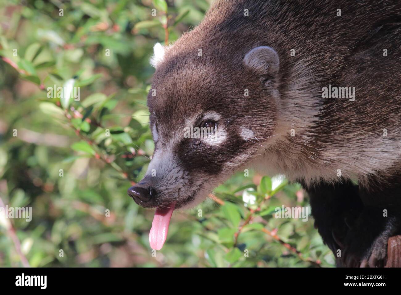 Coatimundi hi-res stock photography and images - Alamy