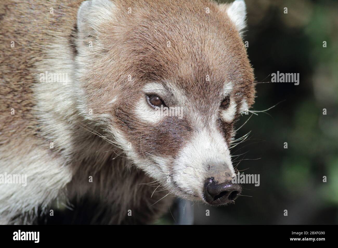 Coatimundi arizona hi-res stock photography and images - Alamy