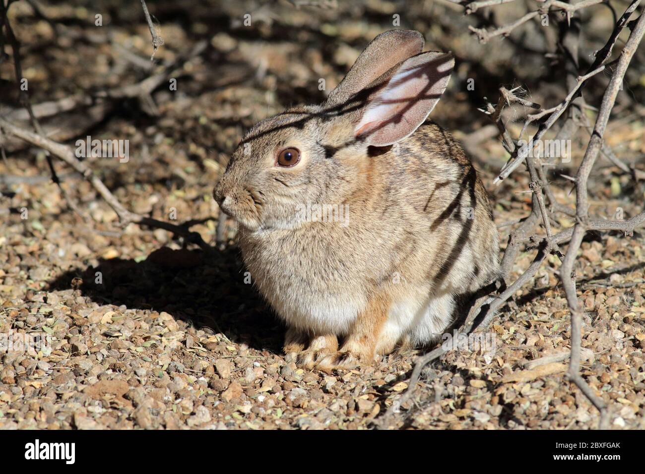 Sonoran desert desert cottontail hi-res stock photography and images ...