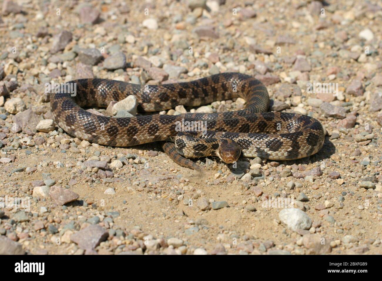 Fox snake hi-res stock photography and images - Alamy