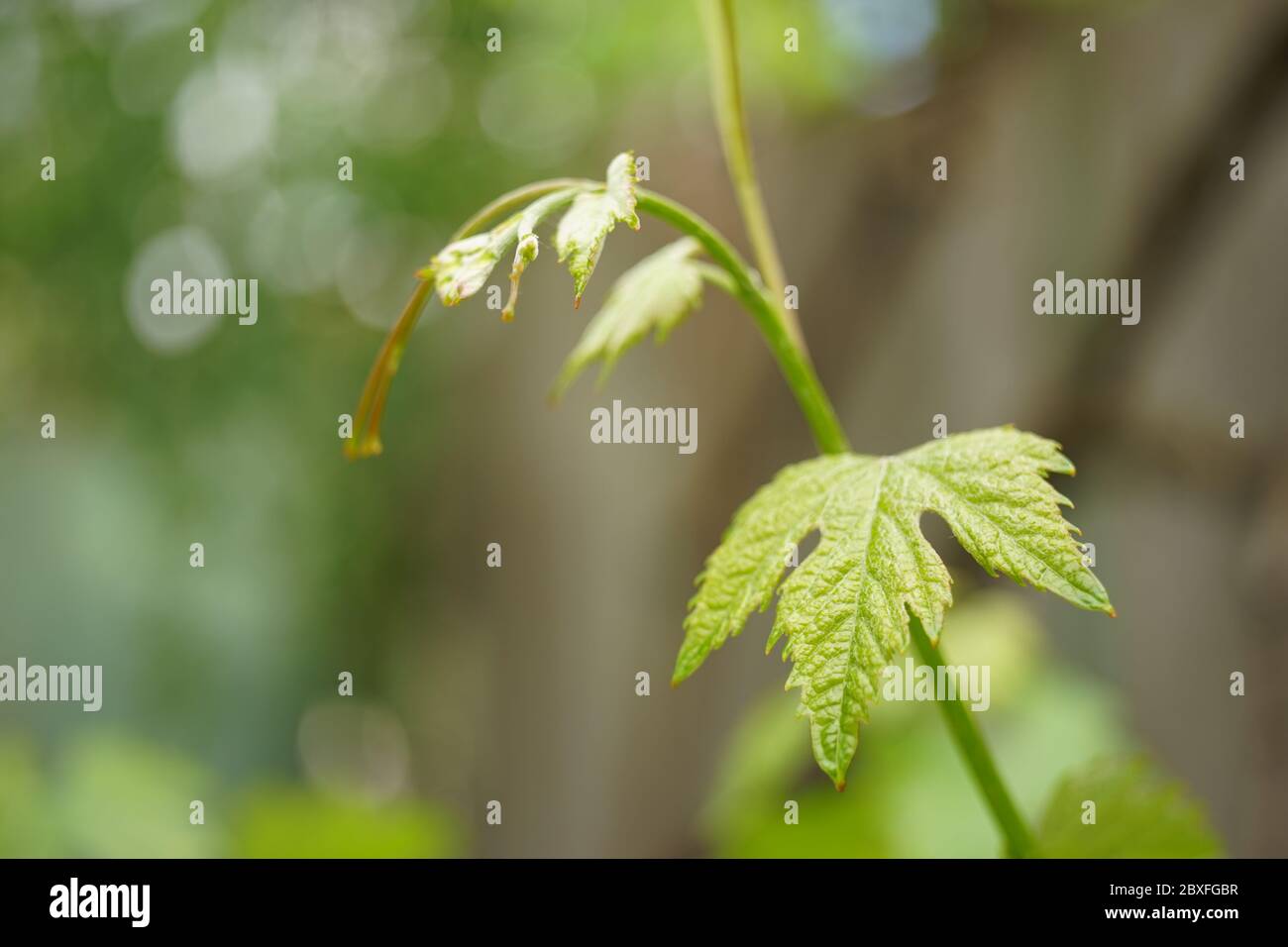 Young green grape leaf grow in the spring garden Stock Photo - Alamy