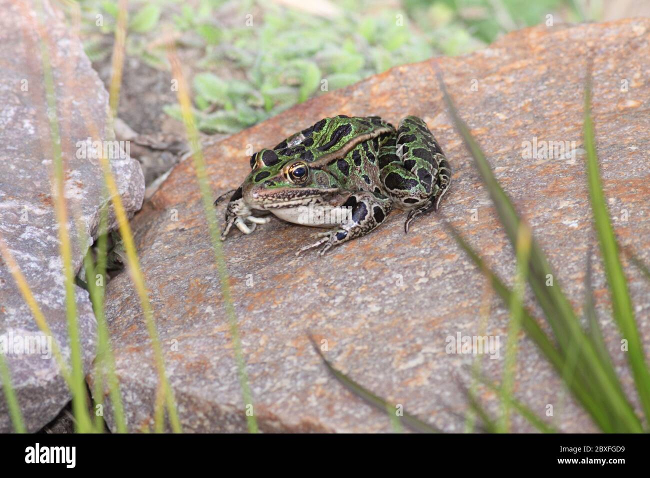 Free frog hi-res stock photography and images - Alamy