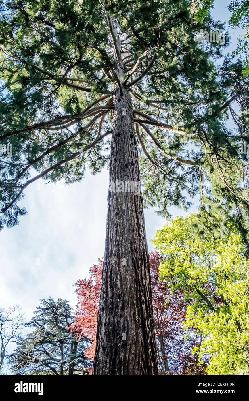 Genus sequoia hi-res stock photography and images - Alamy