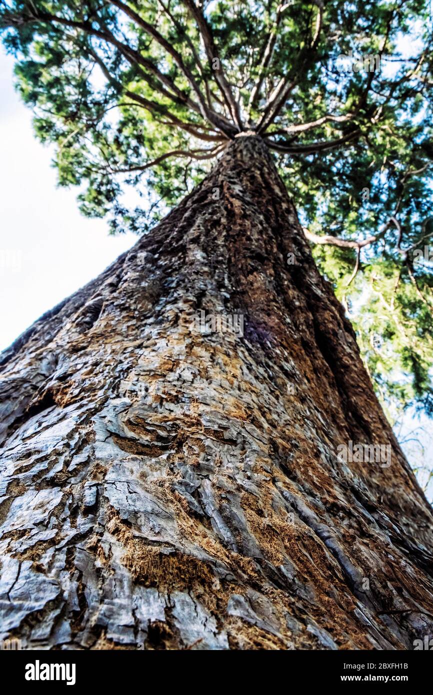 Sequoiadendron giganteum - Giant sequoia - is the sole living species ...