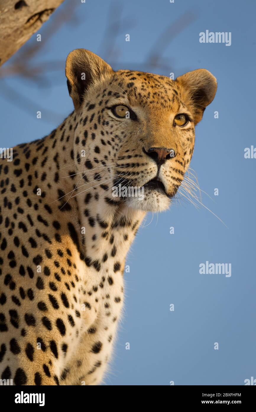 One old male leopard headshot looking alert with yellow eyes with blue ...