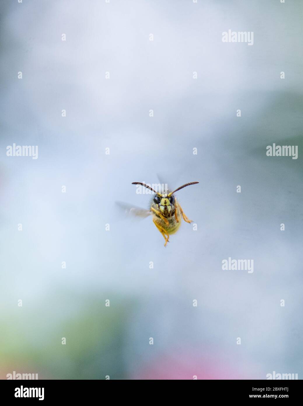 Wasp flying towards camera hi-res stock photography and images - Alamy